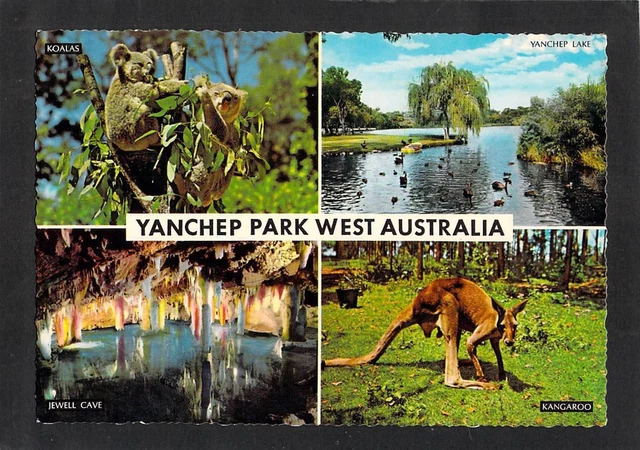 A4791 AUSTRALIA WA Yanchep Park Cave Animals JECO Kruger postcard $11. ...