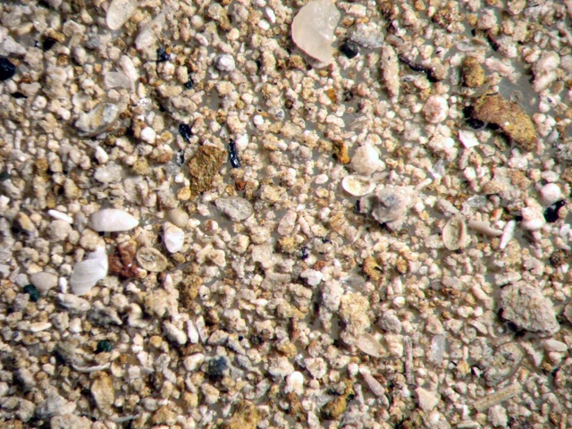 JURASSIC FORAMINIFERA OSTRACOD rich microfossil matrix Hettangian ...