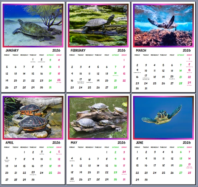 TURTLES REPTILES CALENDAR 2026 A4 Wall Hanging Birthday Christmas ...