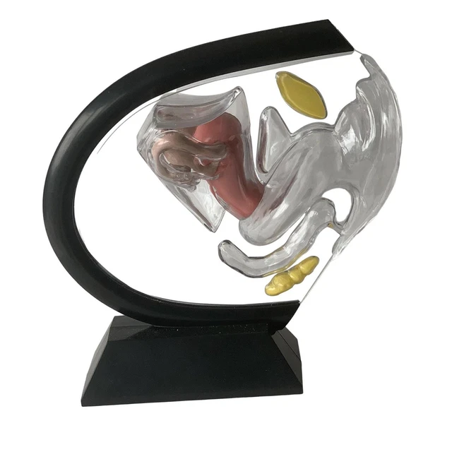 WOMEN REPRODUCTIVE UTERUS Model Transparent Anatomy Display Detailed ...