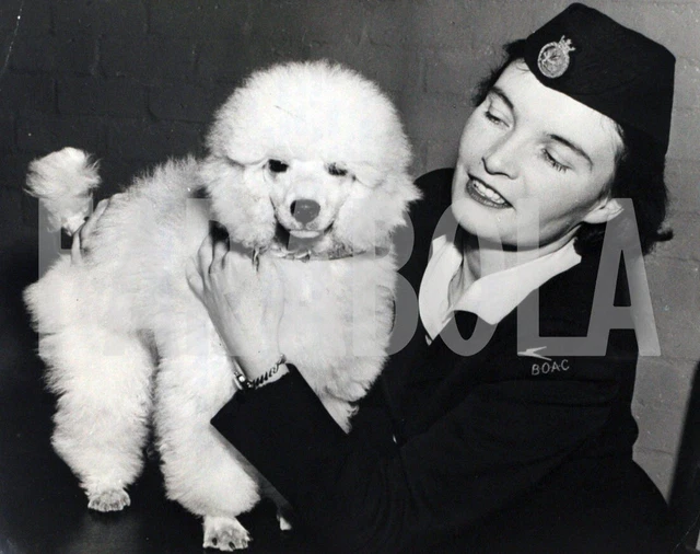 FOTO VINTAGE CANI, 1957, Cane prima del viaggio in aereo, Stampa 21 x ...