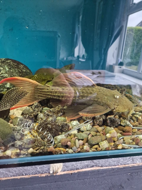 L24 RED FIN Cactus Pleco Pseudacanthicas Pitanga 10/12" £180.00 ...
