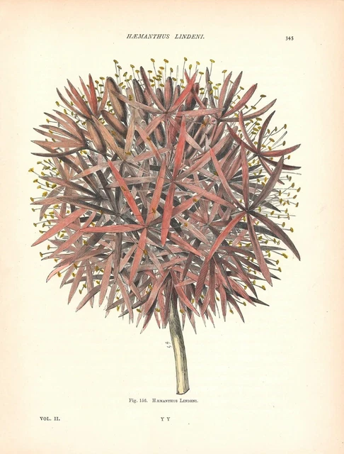 STAMPA ANTICA FIORI HAEMANTHUS LINDENI AMARILLIDACEE botanica 1896 ...