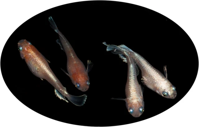 MEDAKA EIER REISFISCHE - Red Cliff - Wide Fin Medaka Oryzias latipes ...
