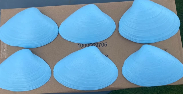 JUMBO SHELLS GENDER Reveal , Baby Shower , Decor , Centerpiece, Blue (6 ...