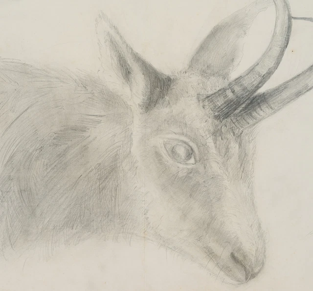 T. WEBER (1813-1875), Tierstudie. Kopf eines Ziegenbocks, Bleistift ...