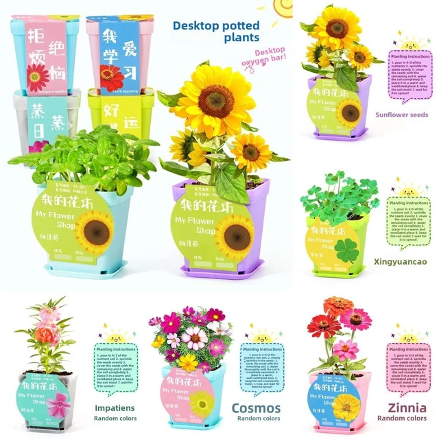 SCIENCE EXPERIMENT DIY Desktop Potted Plant Kit With Germination Seeds ...