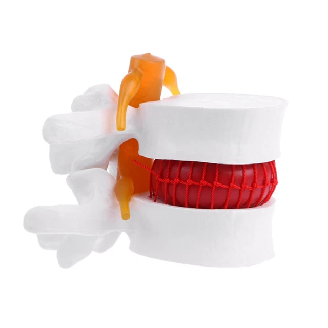 HUMAN SPINE MODEL Pvc Tailbone Anatomy for Teaching Vertebrae £20.99 ...