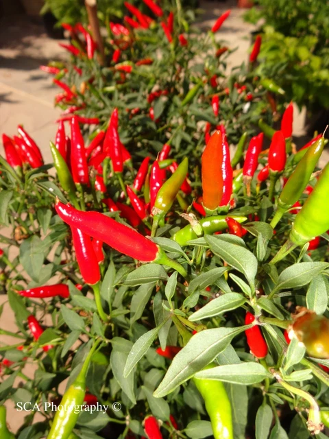 CHILLI PEPPER SEEDS - Super Chilli ( F1 Hybrid ) £3.49 - PicClick UK