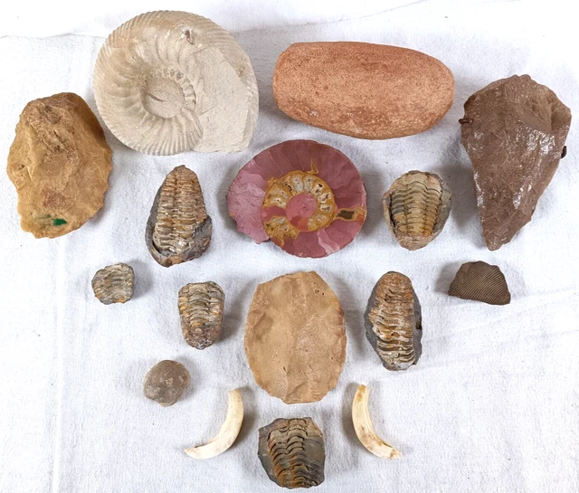 COLLECTION 16 OBJETS Prehistoriques FOSSILES Trilobites SILEX Hache ...