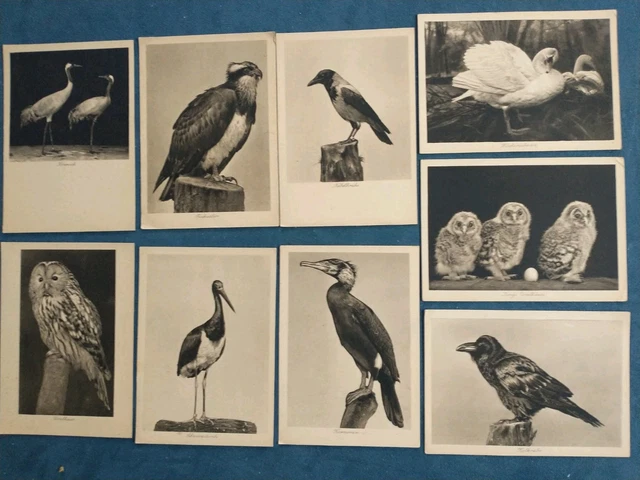 VOGELWARTE ROSSITTEN OSTPREUSSEN Kurische Nehrung / 9 St. alte ungel ...