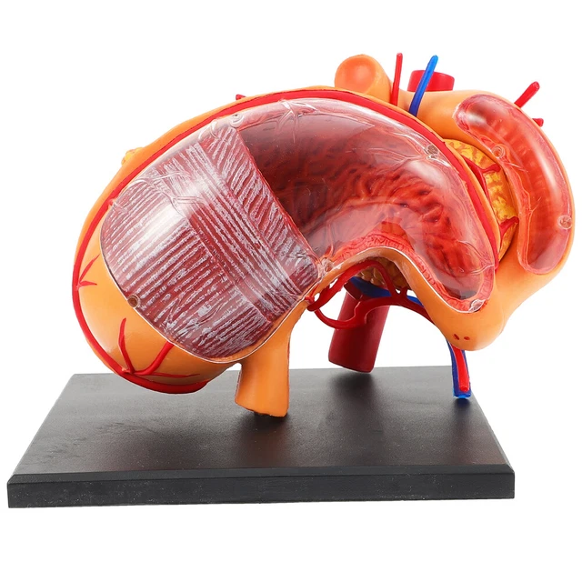 EDUCATIONAL LEARNING TOY Human Stomach Model Organ Anatomy Esophagus ...