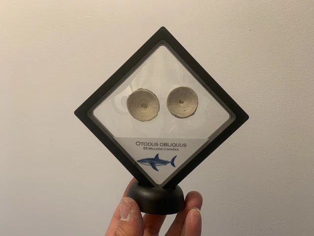 DINOSAUR/FOSSIL/FRAME GENUINE VERTEBRAE Shark Otodus Obliquus #2 £17.98 ...