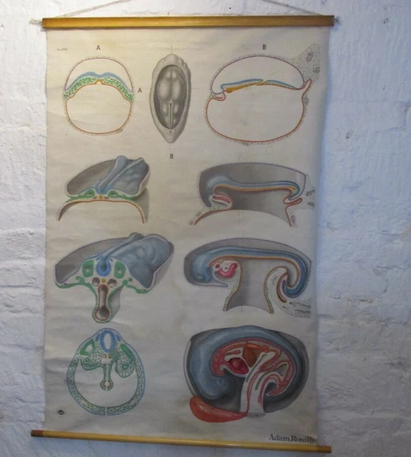 ADAM ROUILLY EDUCATIONAL Anatomical Canvas Wall Chart Vintage Circa ...