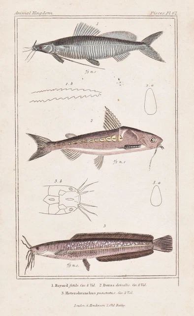 POISSON DORAS DORSALIS Bayard Fitile Poisson Fish Lithographie Cuvier ...