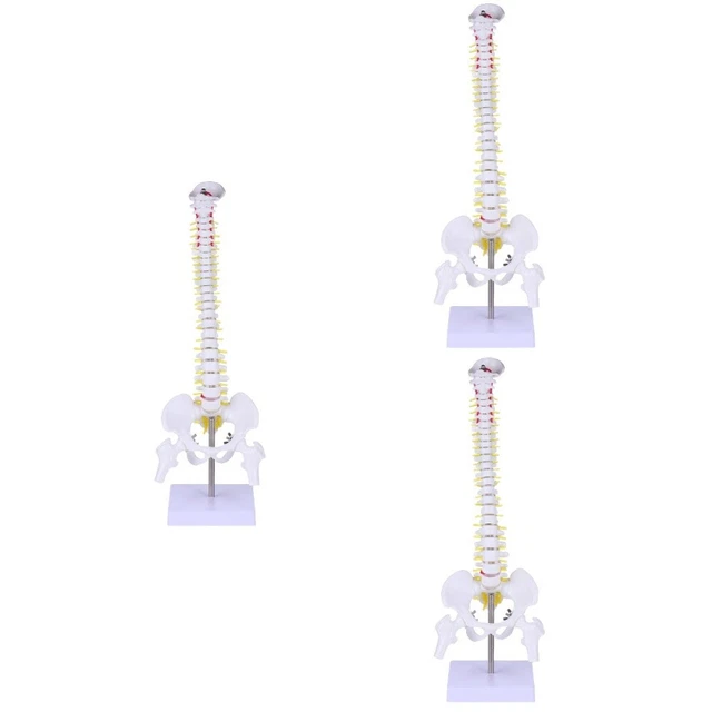 3 PC SPINE Model Flexible Spinal Models Vertebral Column Model Cervical ...