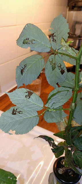3 X Phyllium Giganteum Leaf Insect Nymphs Phasmatodea Stick Insects £