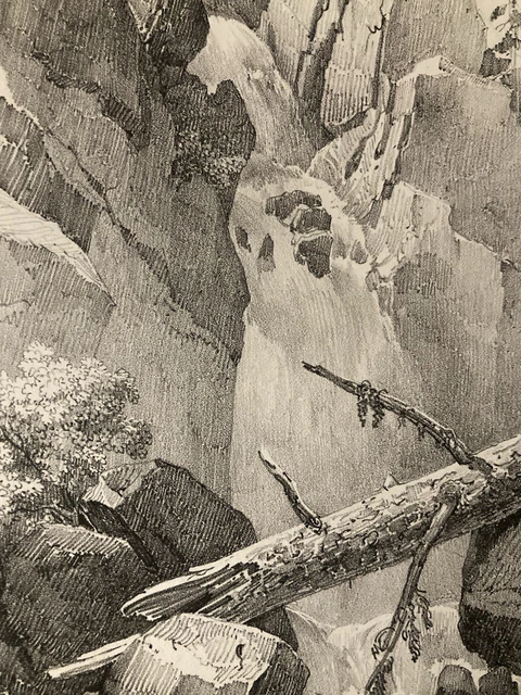 VERY BEAUTIFUL ENGRAVING Tree Art Trunk Delpech Remond 1829 Lithograph ...