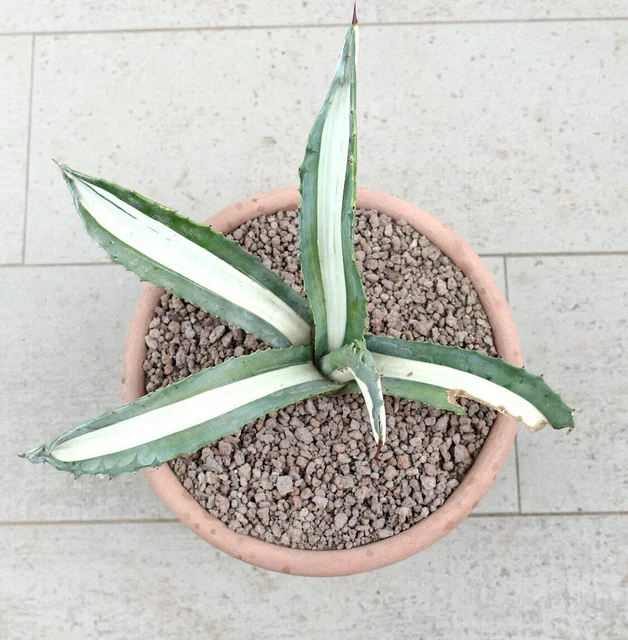 AGAVE AMERICANA MEDIOPICTA-ALBA WHITE VARIEGATED HA045 - Century plant ...