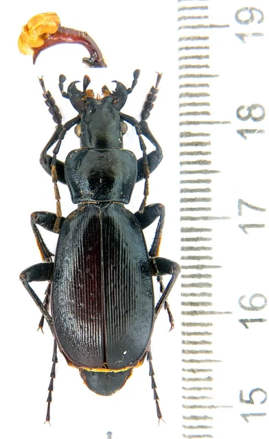 CARABUS (ARCHIPLECTES) PROMETHEUS miroshnikovi A - NW Caucasus $10.85 ...