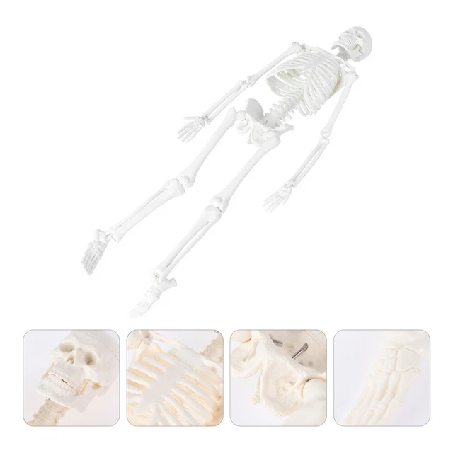 HUMAN SKELETON MODEL Tailbone Model Removable Skeleton Model £24.48 ...
