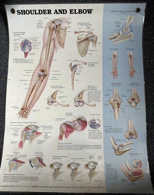 SHOULDER AND ELBOW Anatomical Chart (Poster) £15.00 - PicClick UK