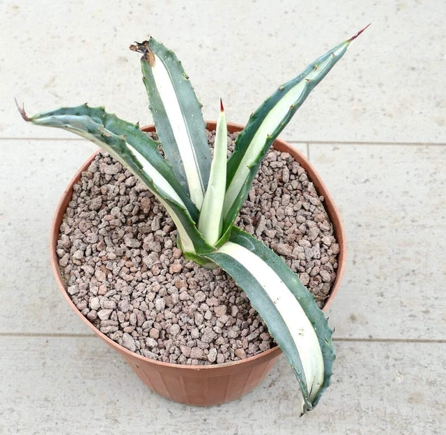 WHITE VARIEGATED R2 Mid-Dawn American Agave - - American Agave | Plant ...