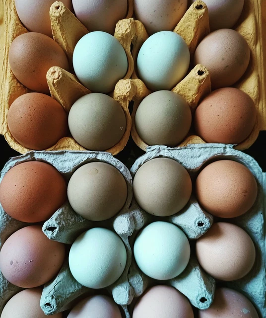 6 MIXED CHICKEN layers hybrid olive egger hatching fertile eggs £9.99 ...