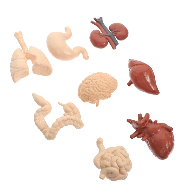 HUMAN BODY MODEL for Kids Visceral Teaching Organs Nursing School Child ...