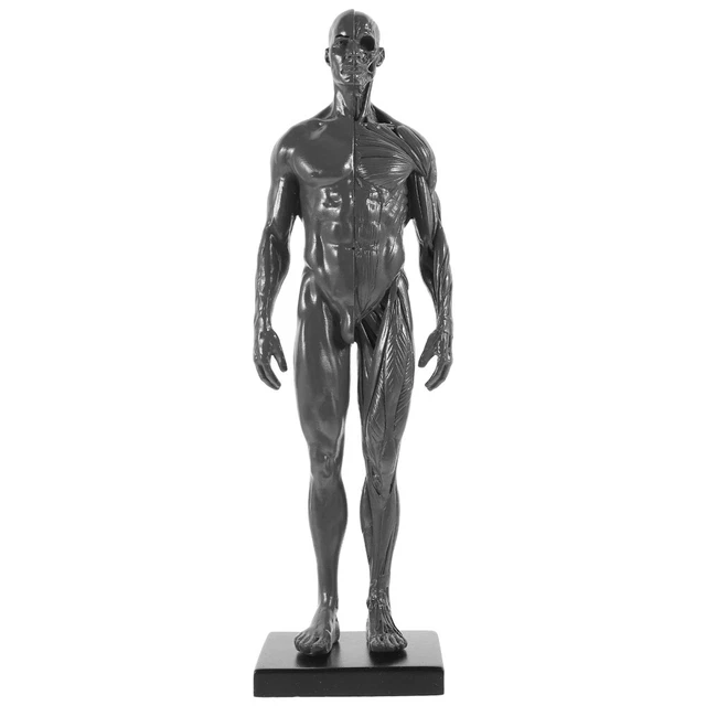 STRUTTURA MUSCOLARE UMANA uomo modello struttura muscolare modello ...