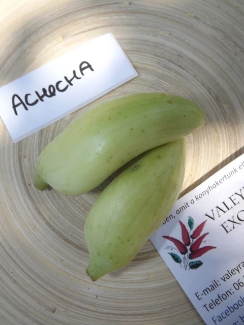 ACHOCHA - CONCOMBRE inca - 5+ graines - grains - graines - RARETÉ INKA ...