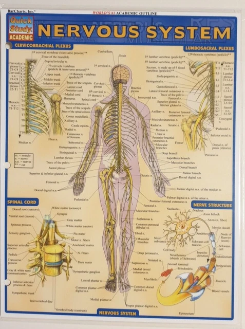 ACADEMIC OUTLINE NERVOUS system quick study card 22x29cm £2.50 ...
