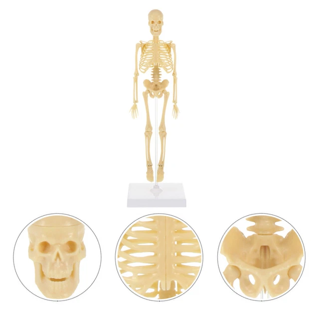 HUMAN SKELETON SKELETAL System Model Movable Mini Real Person £12.29 ...