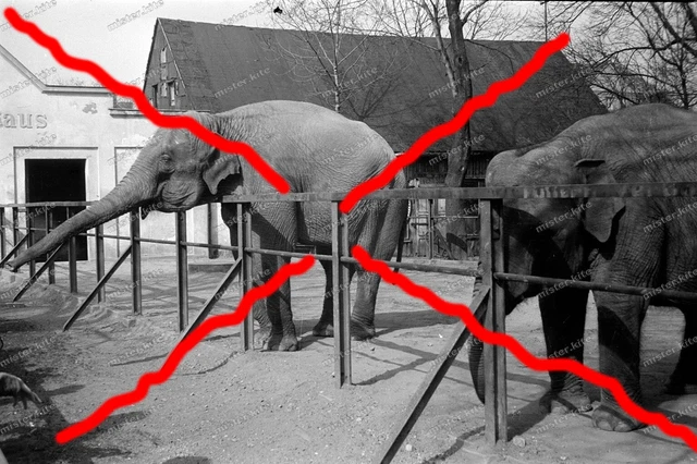 NEGATIV-KÖNIGSBERG-OSTPREUSSEN-TIERGARTEN-ZOO-ELEFANTEN-HAUS-1944-2.WK ... NEGATIV-KÖNIGSBERG-OSTPREUSSEN-TIERGARTEN-ZOO-ELEFANTEN-HAUS-1944-2.WK ...