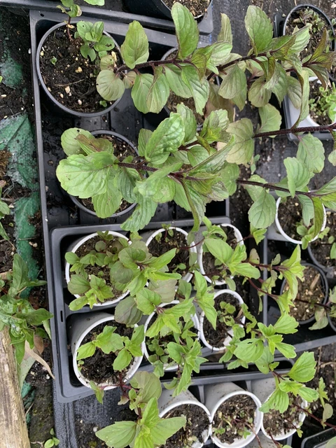 2 GINGER MINT semi trailing and 2 red Mint Herb plant spearmint so 4 ...