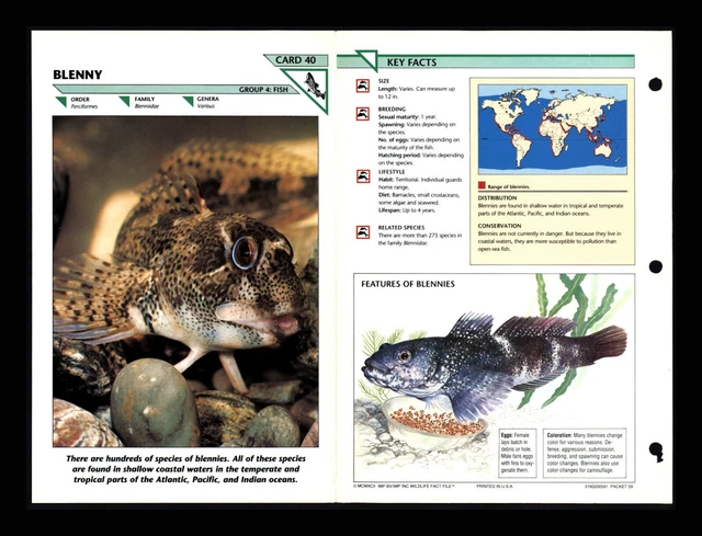 BLENNY WILDLIFE FACT File Fish Animal Card Home School Study 4.40 $3.95 ...