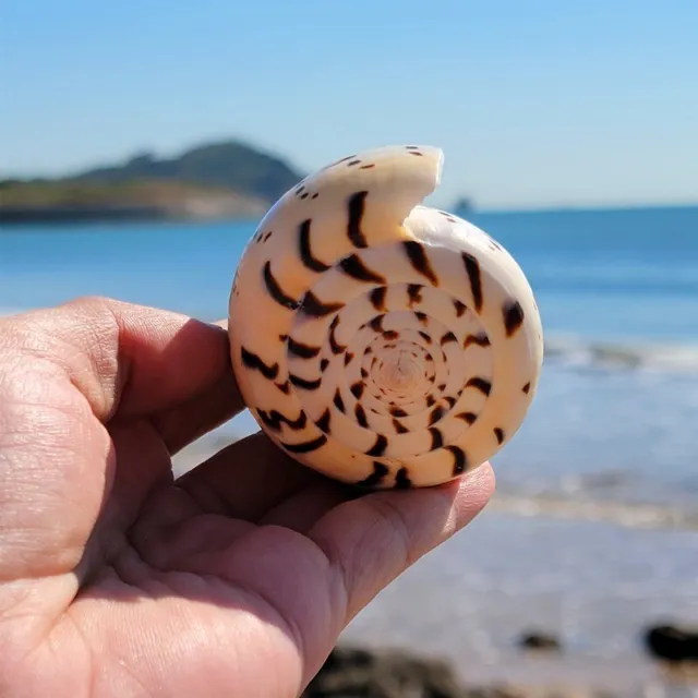 1X NATURAL CONCH Spiral Shell Sea Snail Aquarium Fish Tank Decoration ...