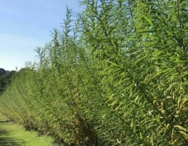 20 X 4FT Fresh Willow (Salix) Cuttings/ whips for Weaving/basketry Or ...