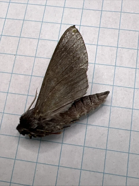 SPHINGIDAE LAPARA BOMBYCOIDES? WOW!! SPH 060 2025 MB, Canada $6.99 ...