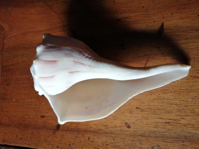 GRAND COQUILLAGE CONQUE Valampuri indian shell ancienne collection EUR ...