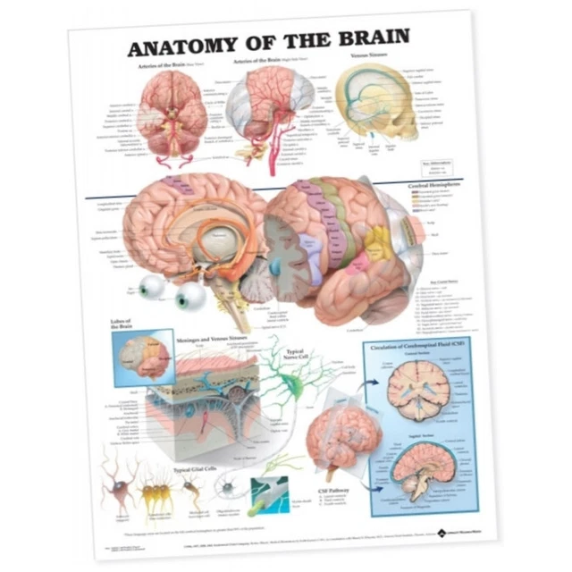 ANATOMY OF THE Brain Anatomical Chart - Anatomical Chart Company ...