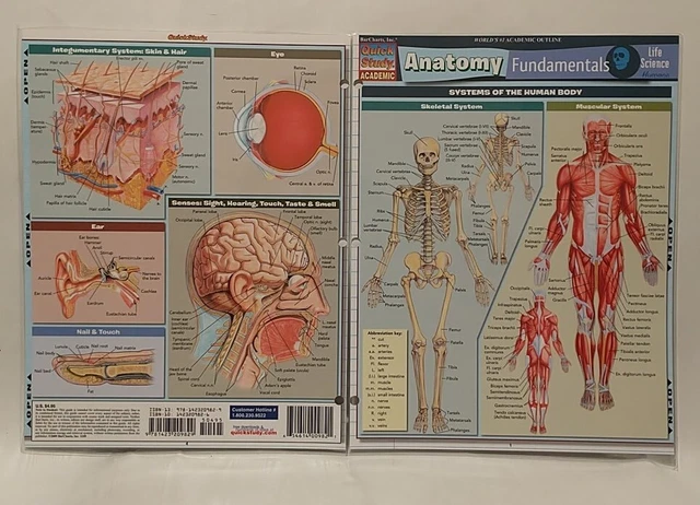 QUICKSTUDY BAR CHART: Anatomy Fundamentals Life Science System Of The ...