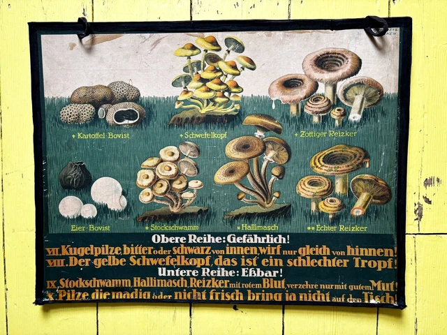 VINTAGE 1940S GERMAN Mushroom & Toadstool Educational Wall Chart/Poster ...