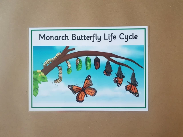 LIFE CYCLE OF a Butterfly, A4 poster, EYFS, KS1, nature, science ...