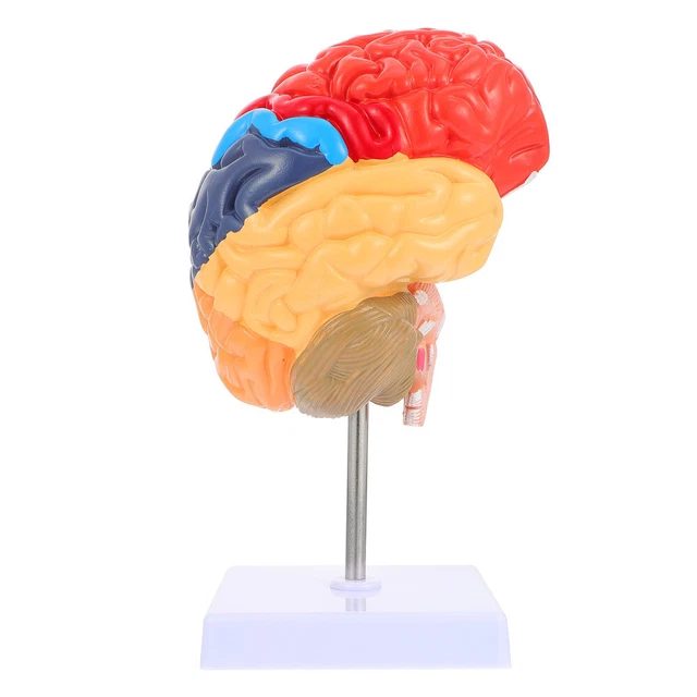 PRACTICAL BRAIN ANATOMICAL Model Anatomy Teaching Human Body £35.39 ...