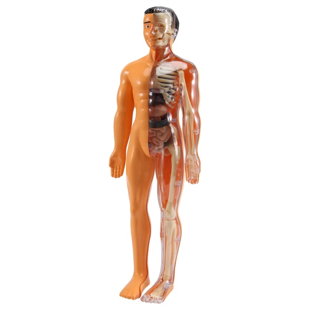 3D HUMAN BODY Anatomy Model Children Plastic DIY Skeleton Toy Science ...