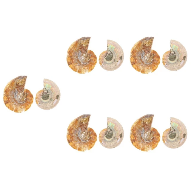 5 PIECES SPECIMEN Ammonite Adornment Fossilized Shells Aquarium ...