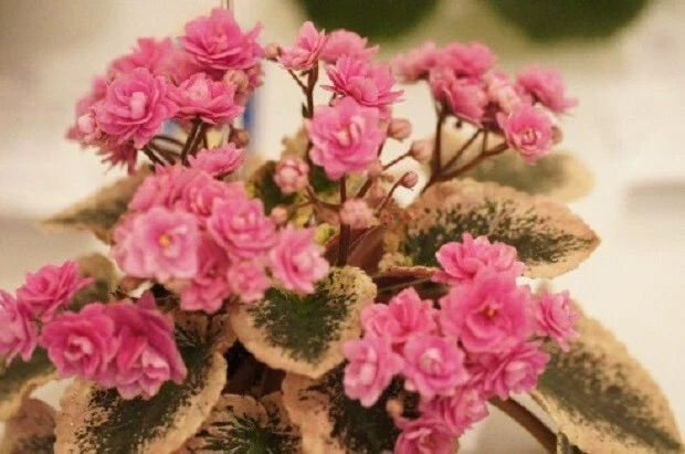 AFRICAN VIOLET * LEAF POT * Cajun's Hot Expectations $15.00 - PicClick