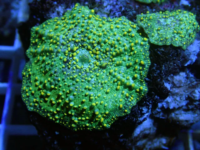 LARGE GREEN SPOTTED discosoma 1 leaf Mushroom Shroom Soft Coral frag ...