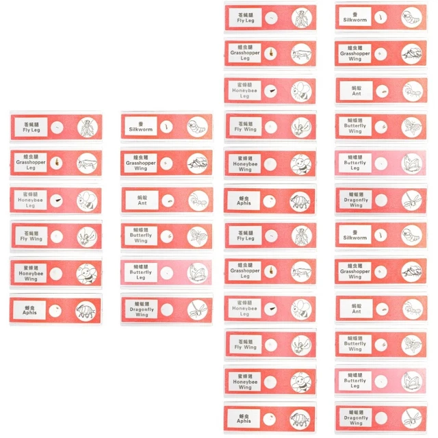 3 PIECES MICROSCOPE Calibration Slide Erasers Insect Specimen £17.49 ...